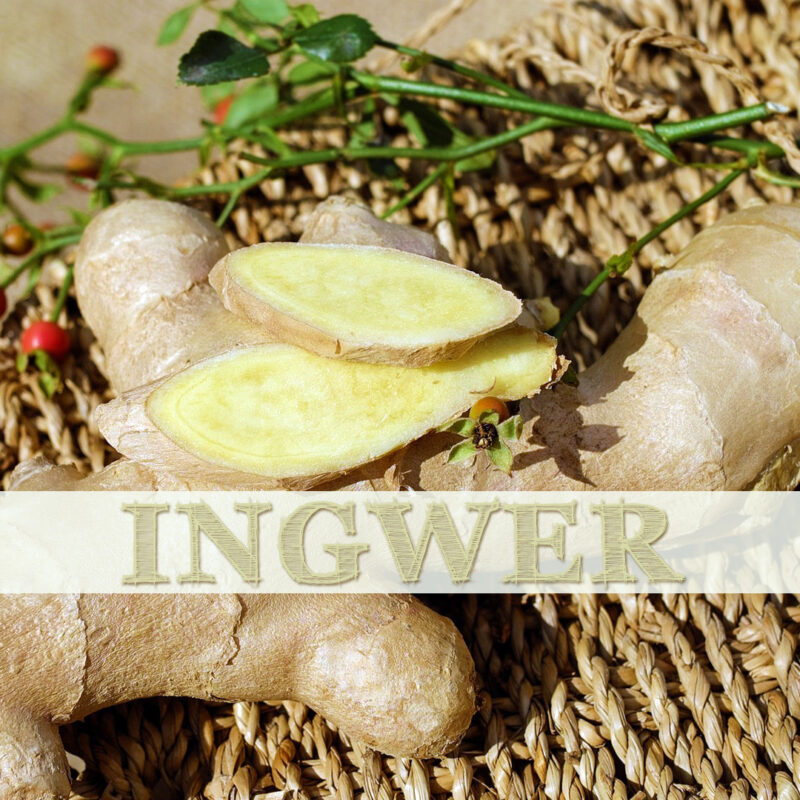 Ingwer (Zingiber officinale) - Flora Apotheke Hannover