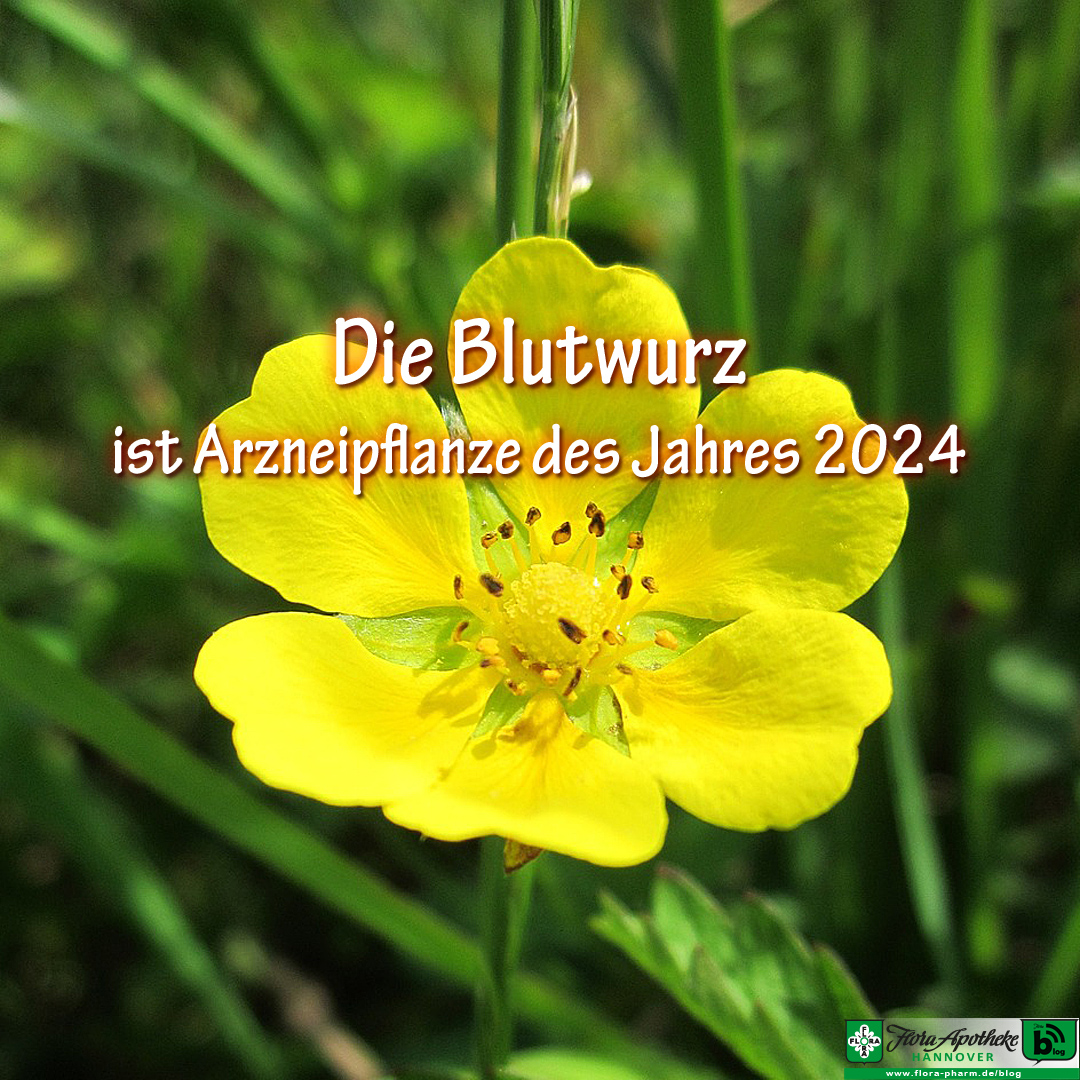 Blutwurz - Flora Apotheke Hannover