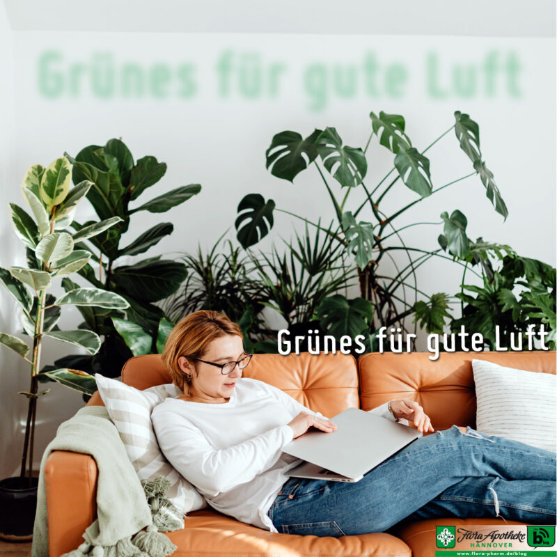 Zimmerpflanzen für reine Raumluft - Flora Apotheke Hannover